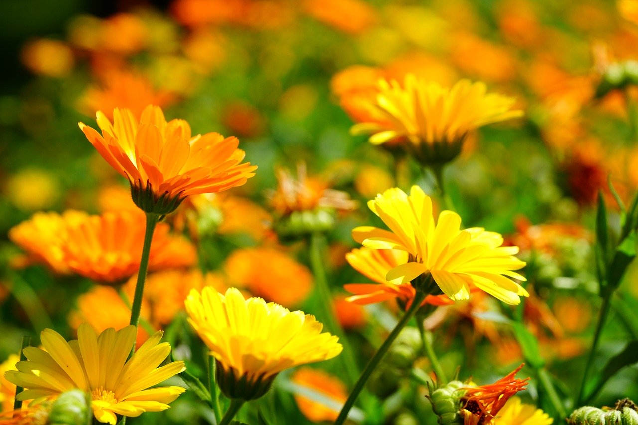 Mini Guida ai Fiori Eduli e Commestibili I Tumangia.it